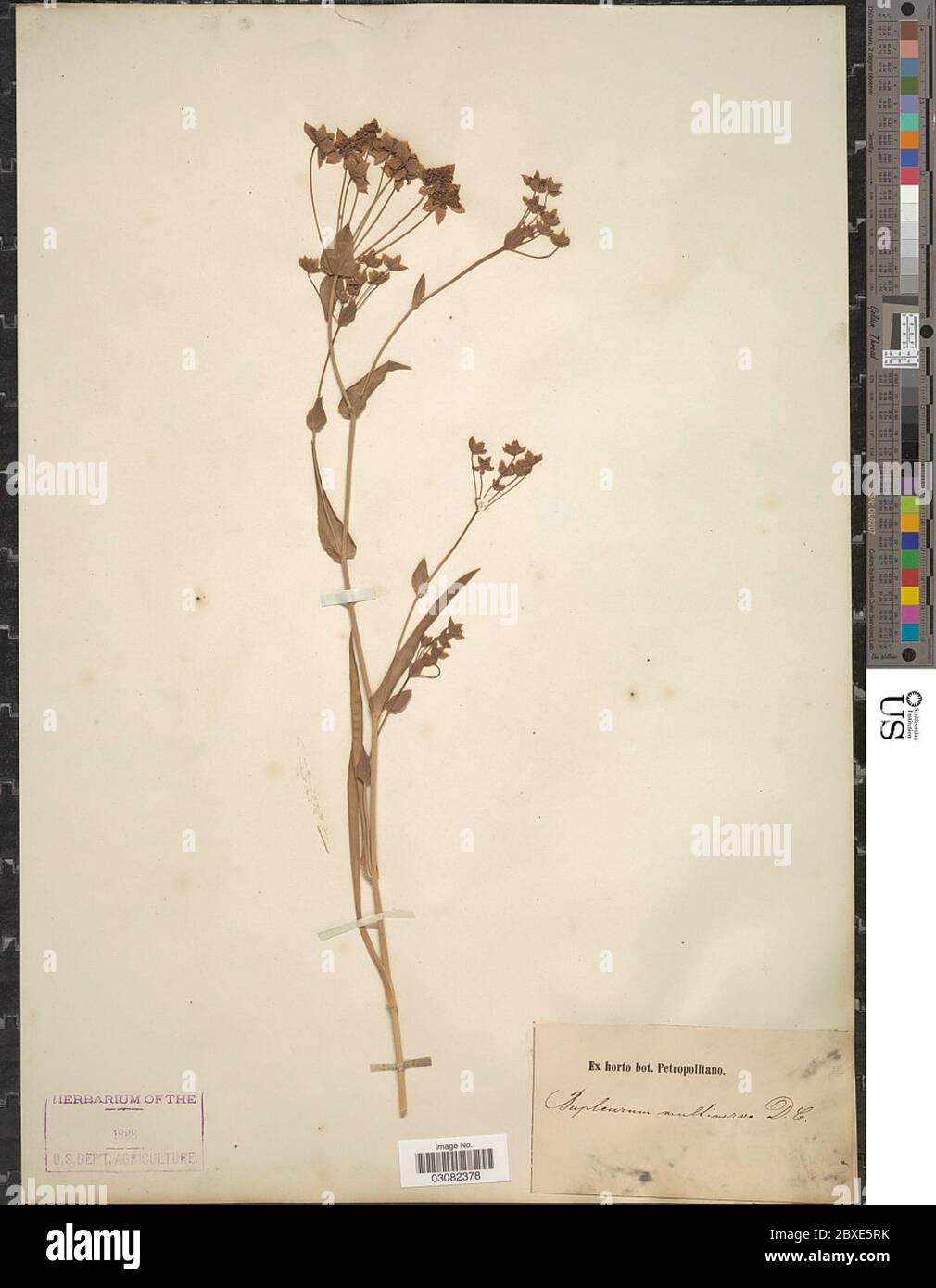 Bupleurum multinerve DC Bupleurum multinerve DC Stock Photo - Alamy