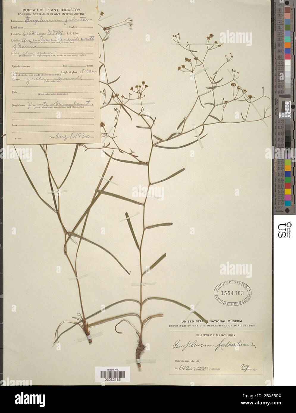 Bupleurum falcatum Bupleurum falcatum Stock Photo - Alamy