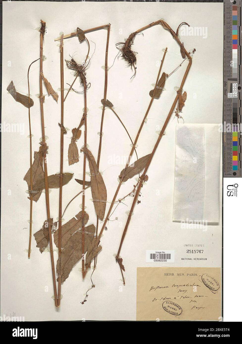 Bupleurum longiradiatum Turcz Bupleurum longiradiatum Turcz Stock Photo ...