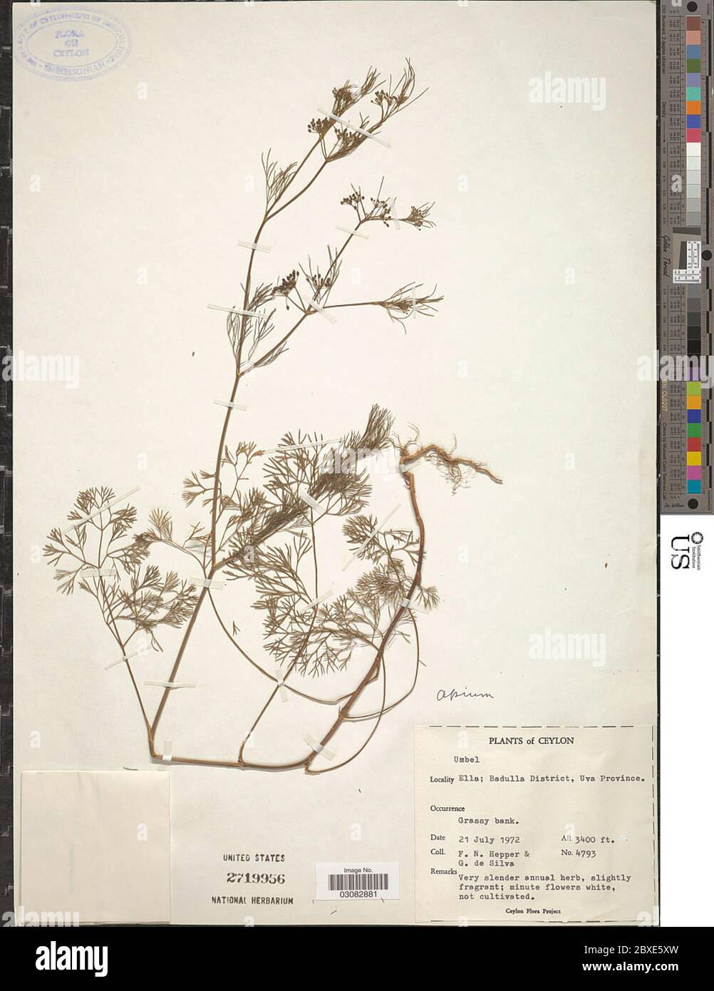 Apium sp hi-res stock photography and images - Alamy