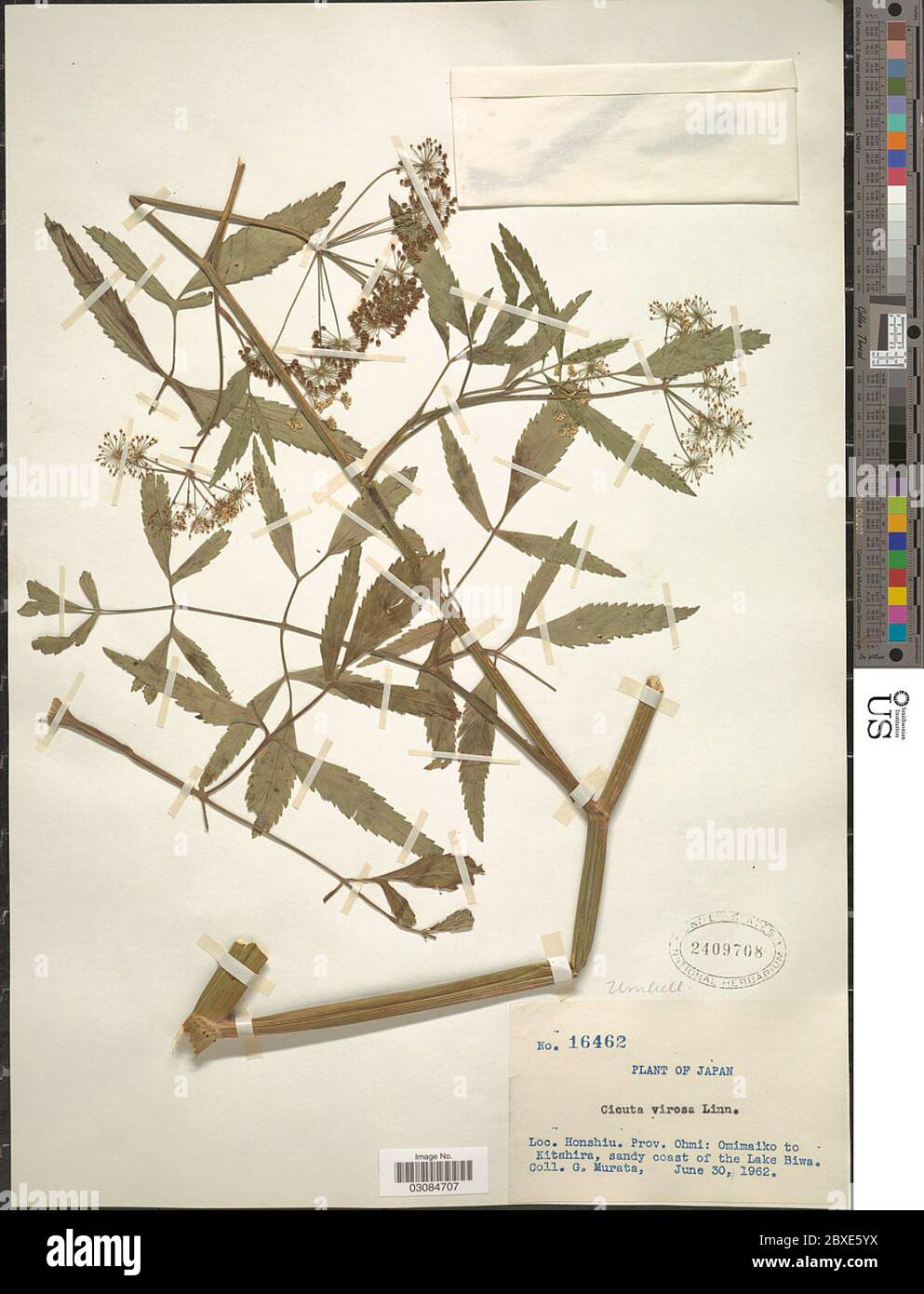 Cicuta virosa l hi-res stock photography and images - Alamy