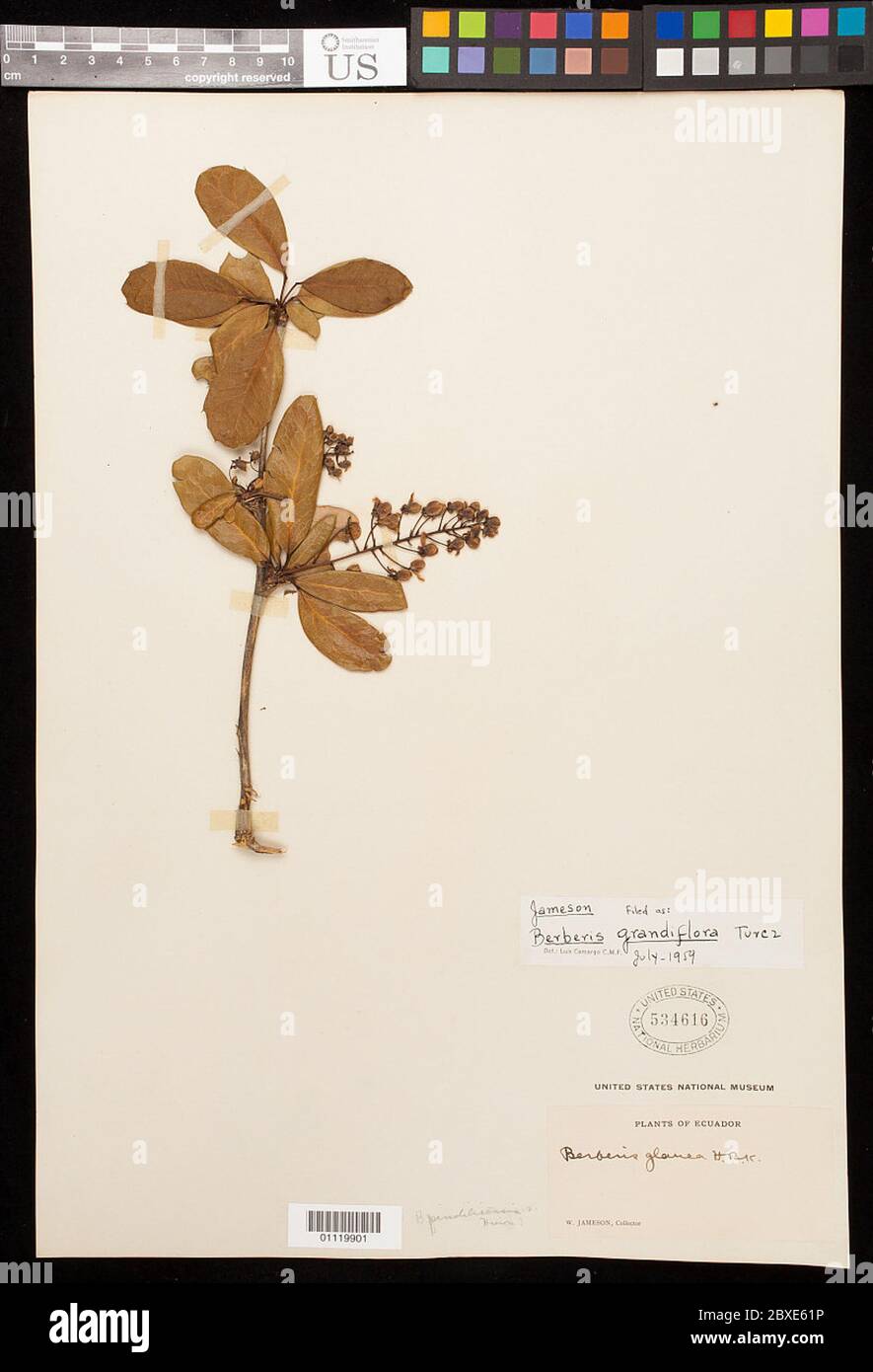 Berberis grandiflora Turcz Berberis grandiflora Turcz Stock Photo - Alamy