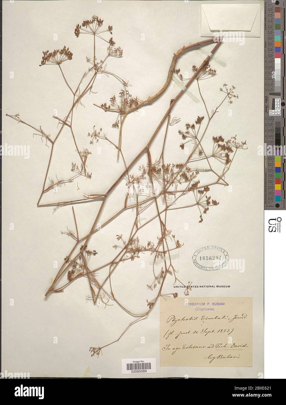 Timbali hi-res stock photography and images - Alamy