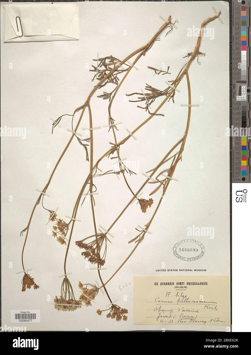 Bunium bulbocastanum hi-res stock photography and images - Alamy