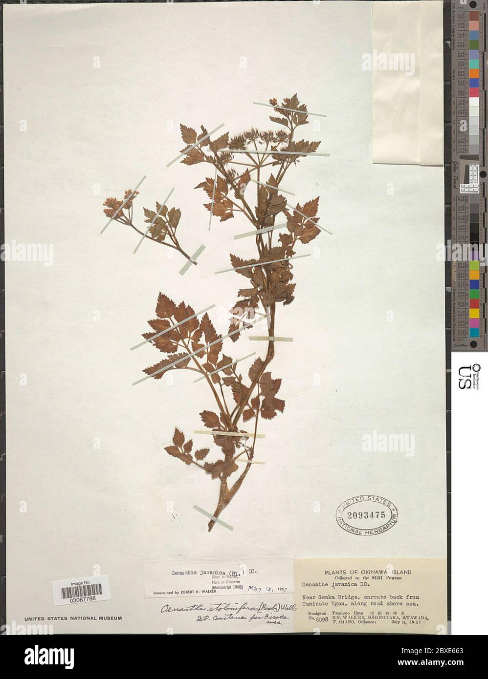 Oenanthe javanica Blume DC Oenanthe javanica Blume DC Stock Photo - Alamy