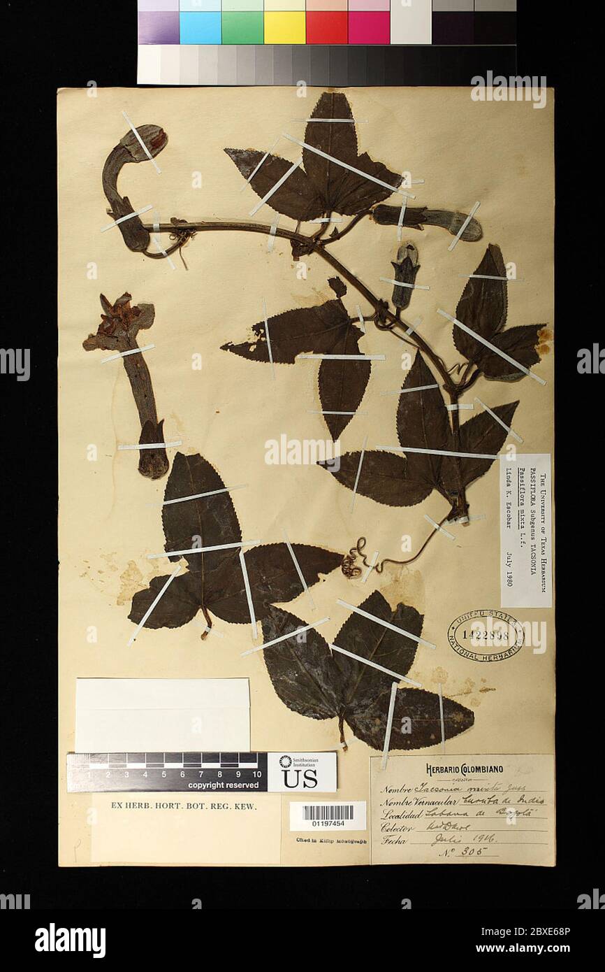 Passiflora mixta hi-res stock photography and images - Alamy