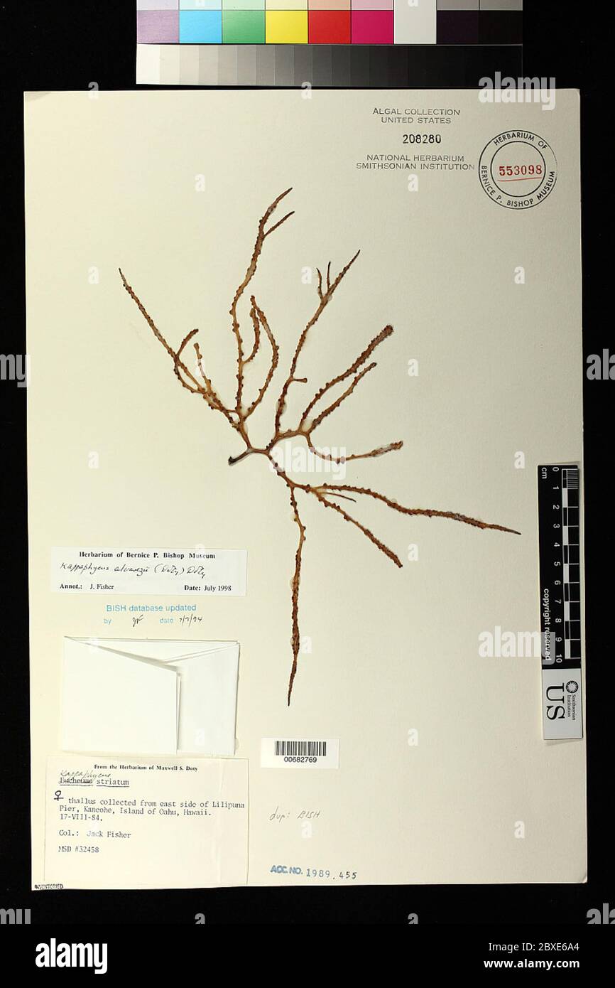 Kappaphycus alvarezii hi-res stock photography and images - Alamy