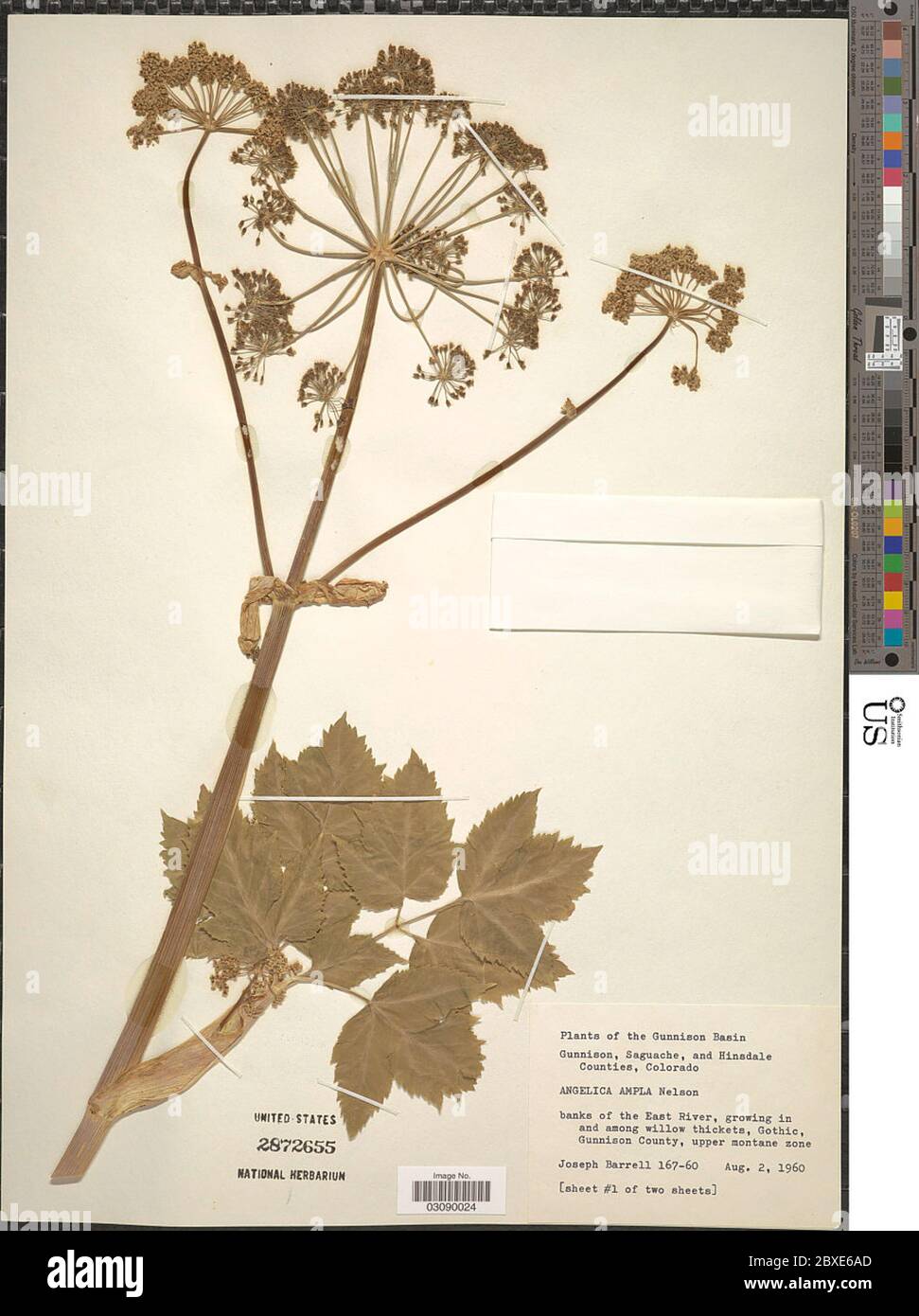 Angelica ampla A Nelson Angelica ampla A Nelson Stock Photo - Alamy