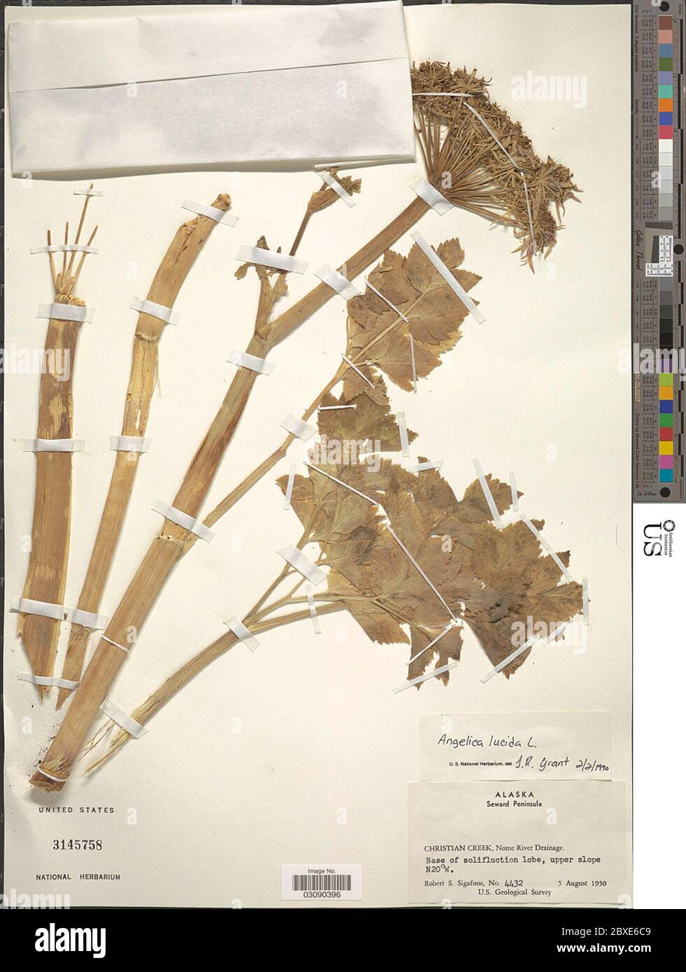 Angelica lucida L Angelica lucida L Stock Photo - Alamy