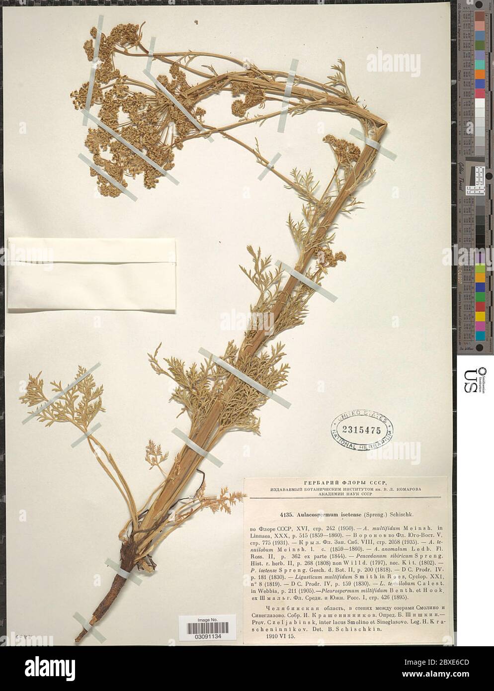 Aulacospermum isetense Spreng Schischk Aulacospermum isetense Spreng ...