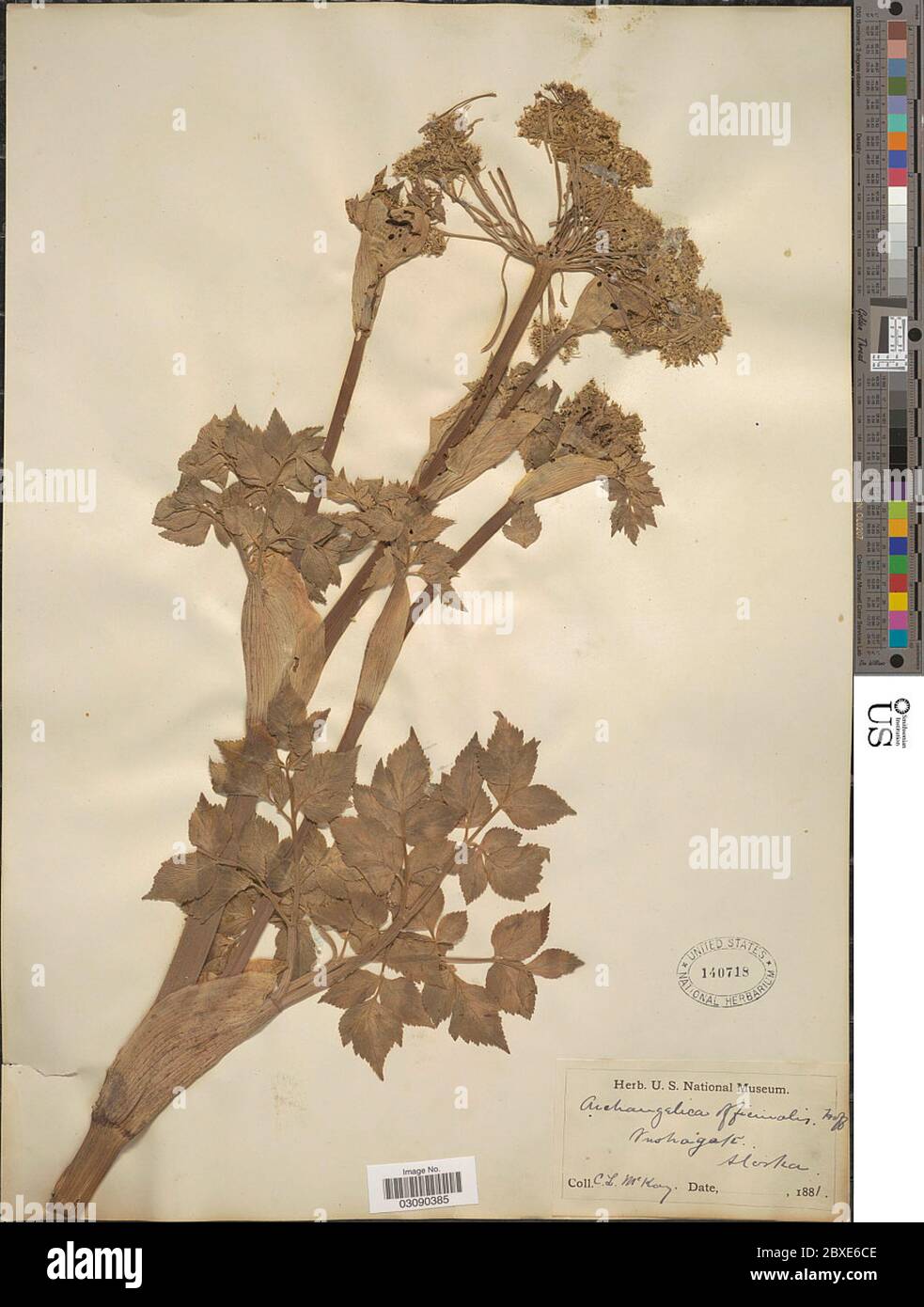 Angelica lucida hi-res stock photography and images - Alamy