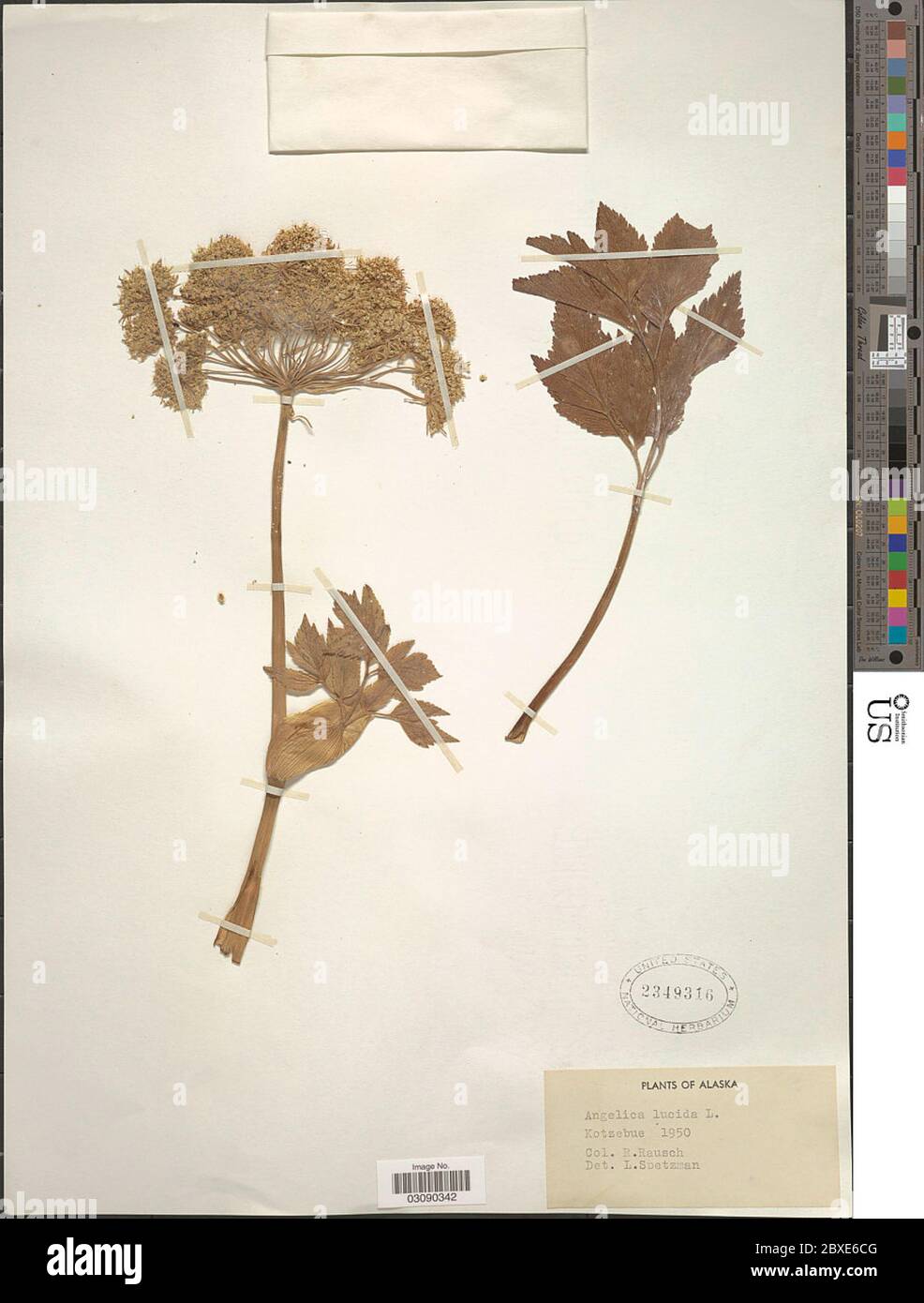 Angelica lucida hi-res stock photography and images - Alamy