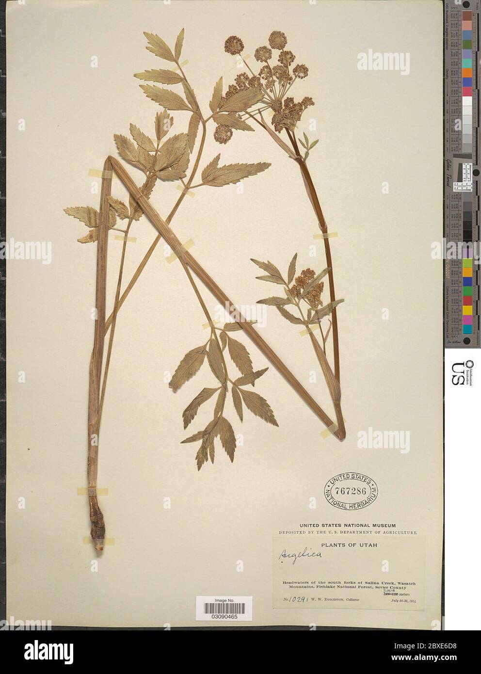 Angelica genus hi-res stock photography and images - Alamy