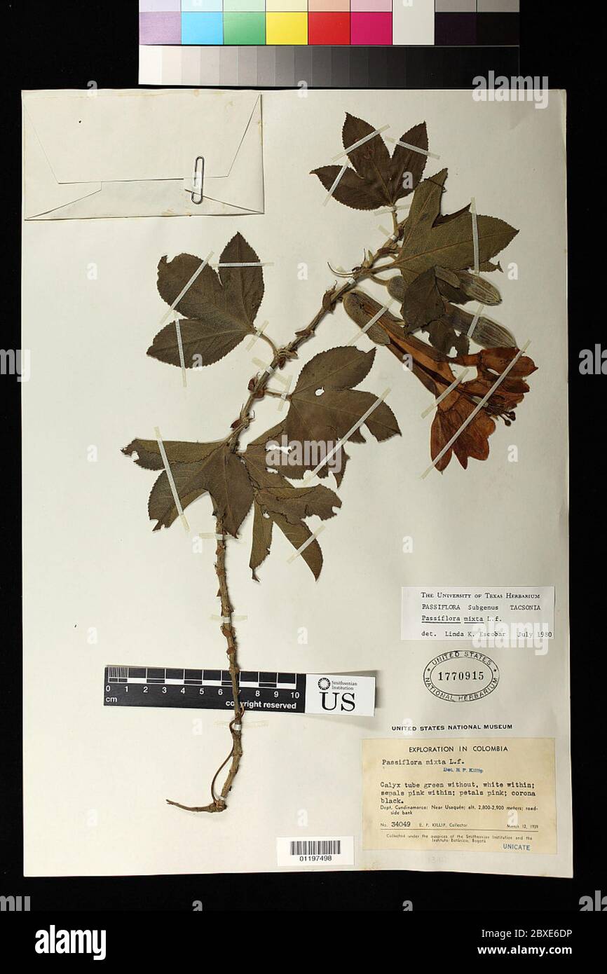 Passiflora mixta L f Passiflora mixta L f Stock Photo - Alamy