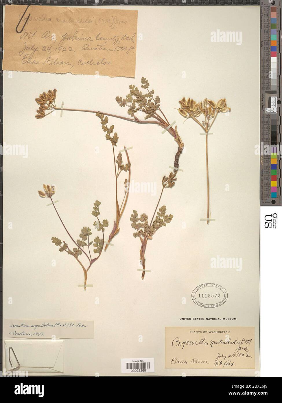 Lomatium angustatum JM Coult Rose H St John Lomatium angustatum JM ...