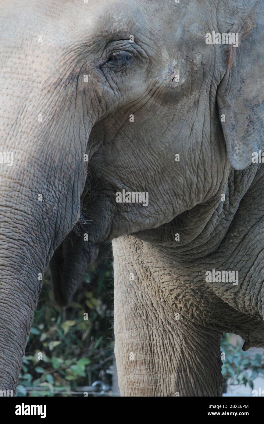 Grey elephant hi-res stock photography and images - Alamy