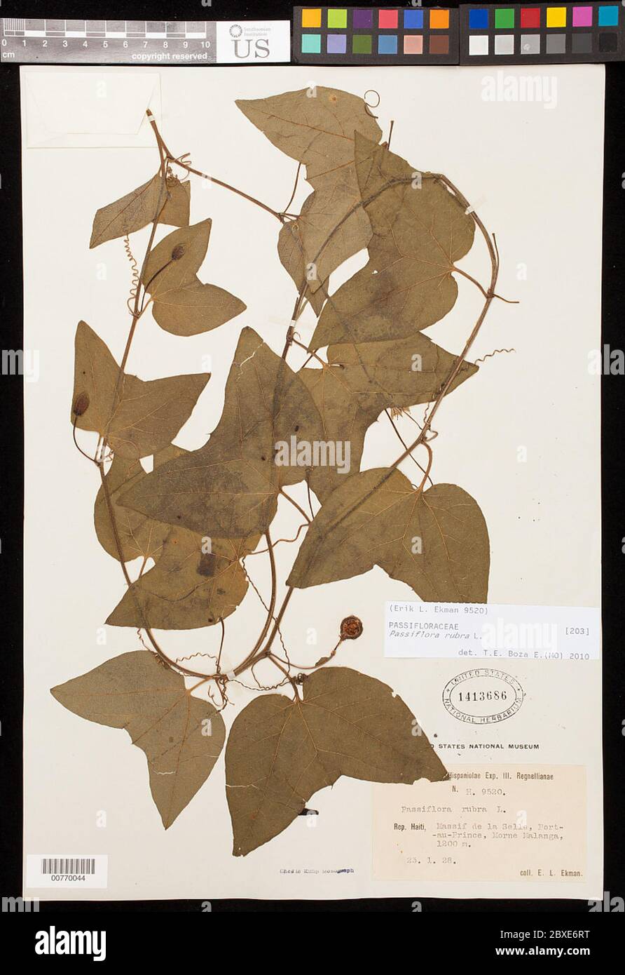 Passiflora rubra L Passiflora rubra L Stock Photo - Alamy