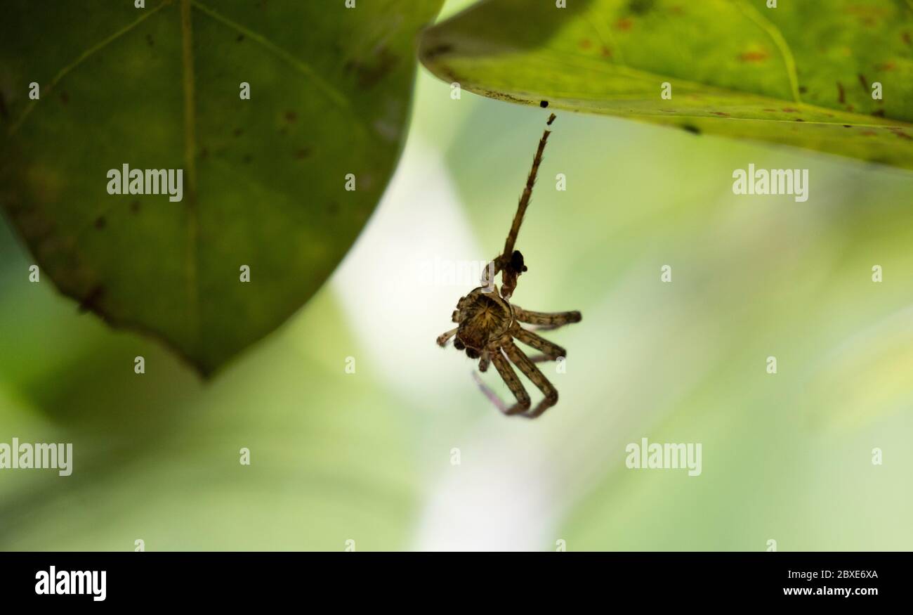 Brown huntsman spider hi-res stock photography and images - Alamy