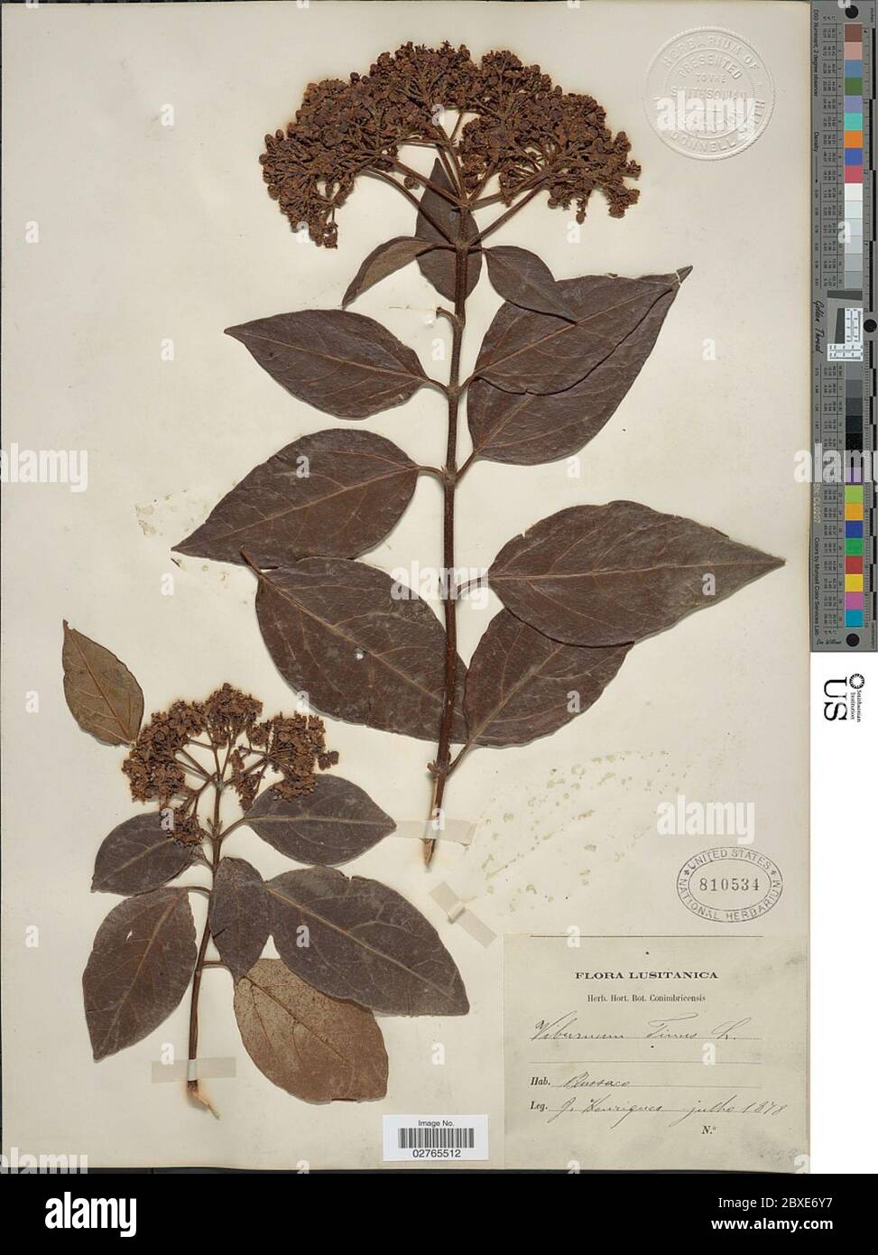 Viburnum tinus Viburnum tinus Stock Photo - Alamy