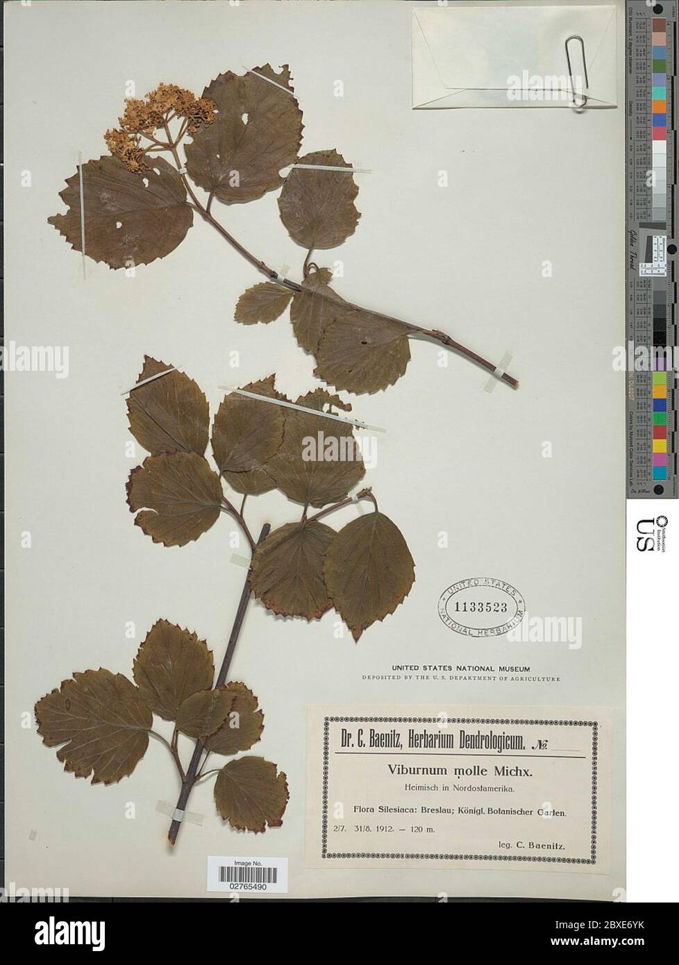 Viburnum molle hi-res stock photography and images - Alamy