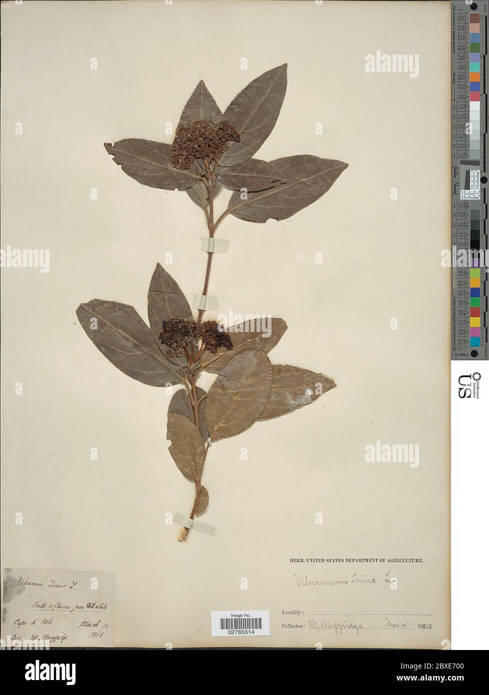 Viburnum tinus Viburnum tinus Stock Photo - Alamy