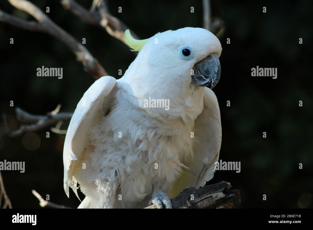White cockatoo bird Stock Photo - Alamy