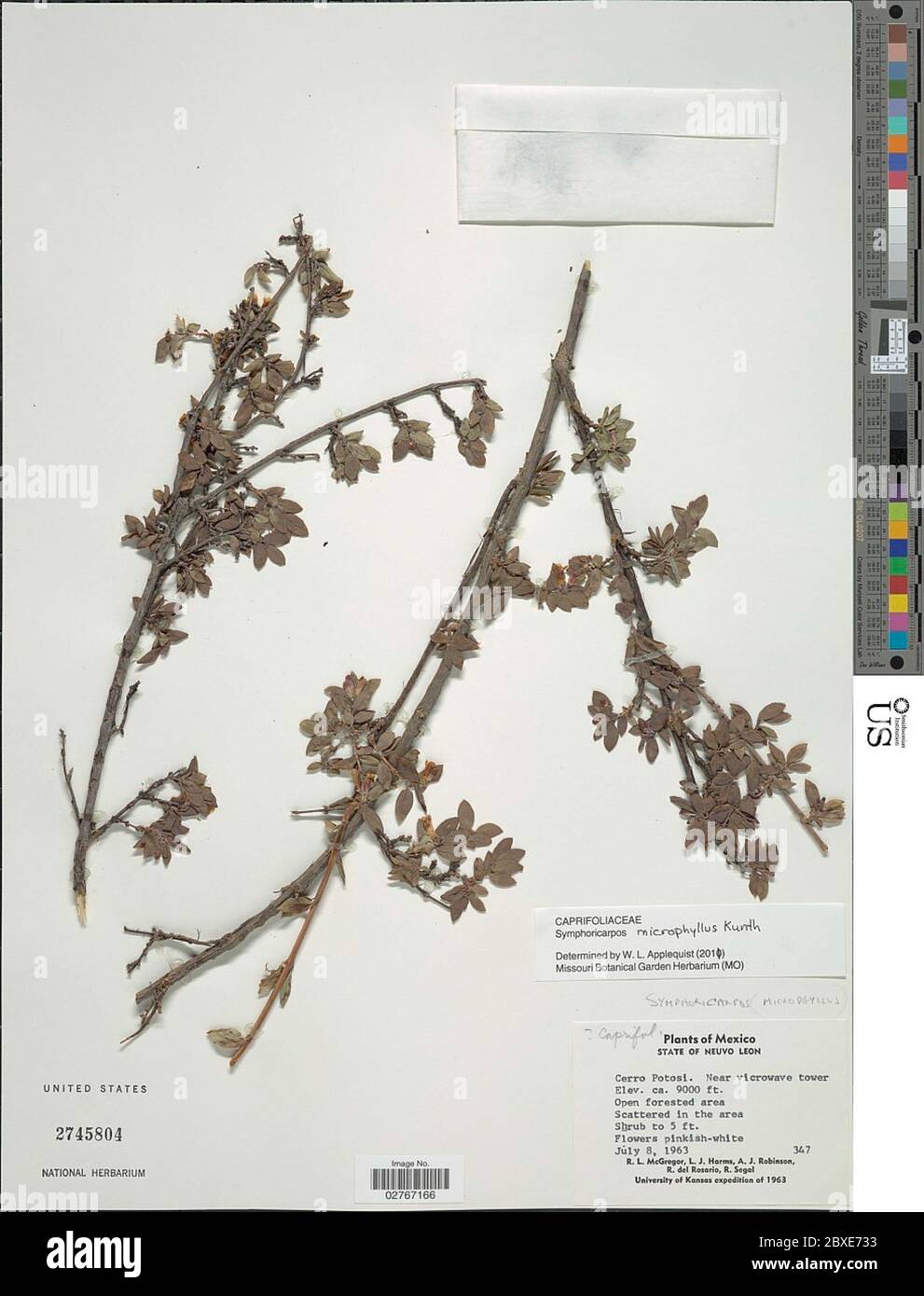 Symphoricarpos microphyllus Kunth Symphoricarpos microphyllus Kunth ...