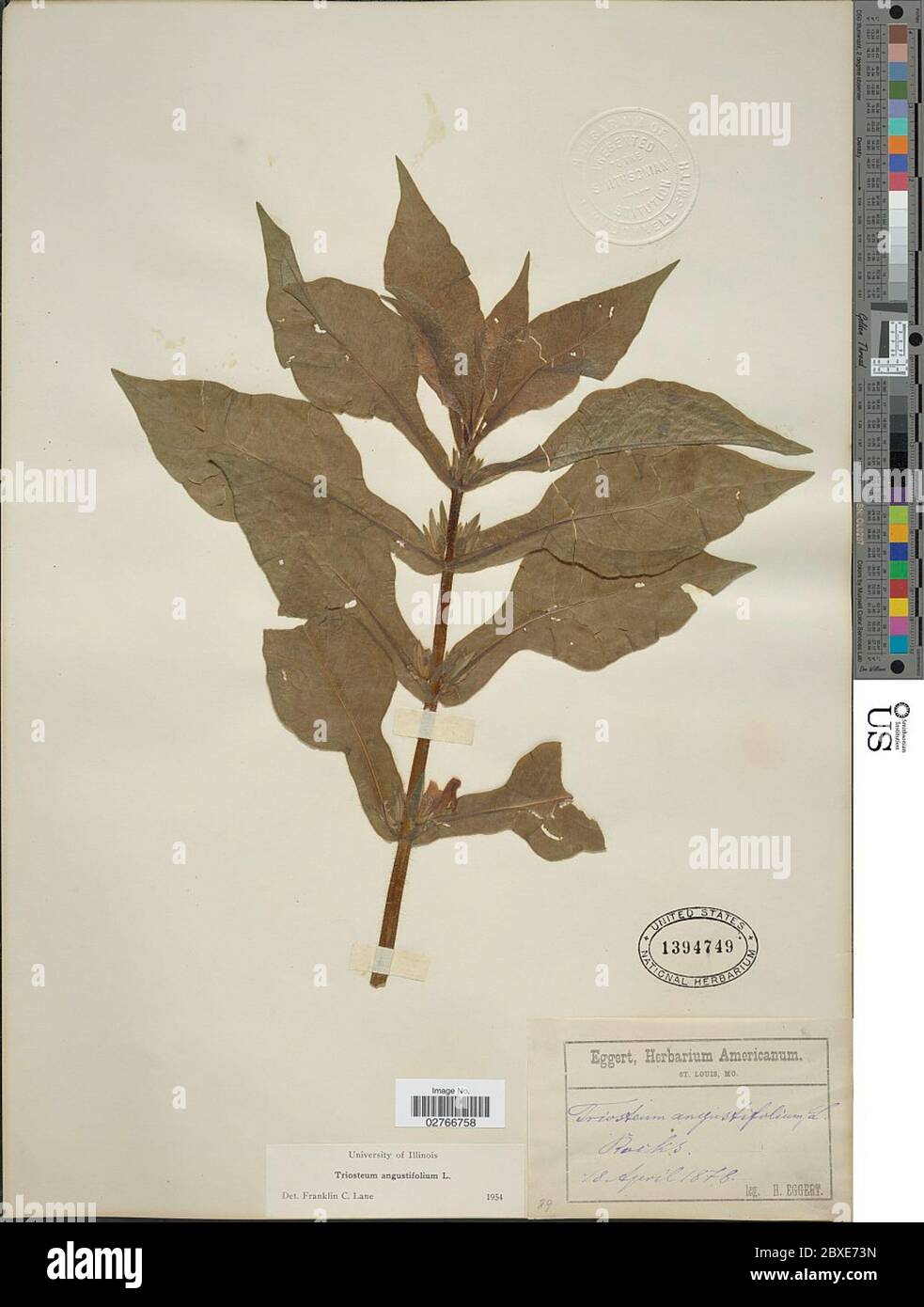 Angustifolium taxonomy hi-res stock photography and images - Alamy
