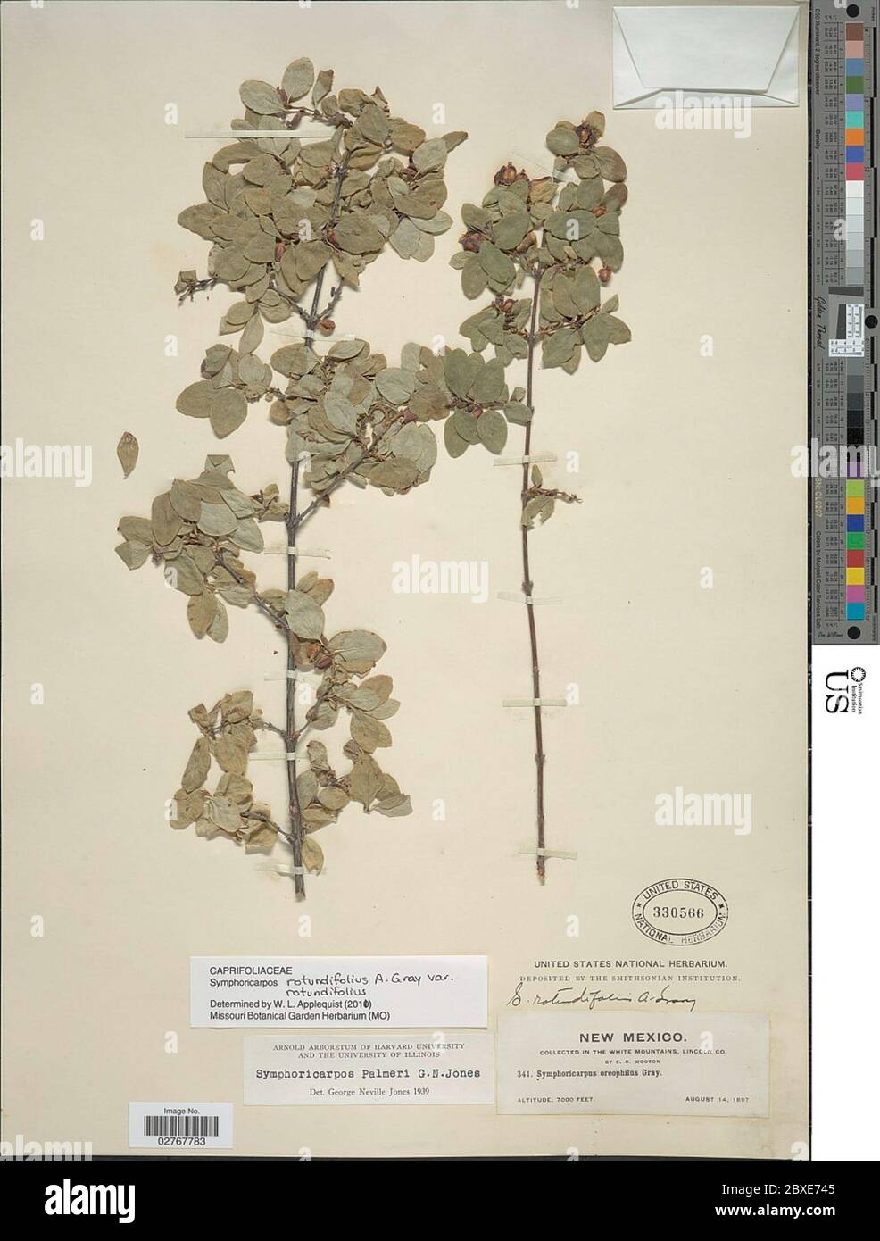 Rotundifolius hi-res stock photography and images - Alamy