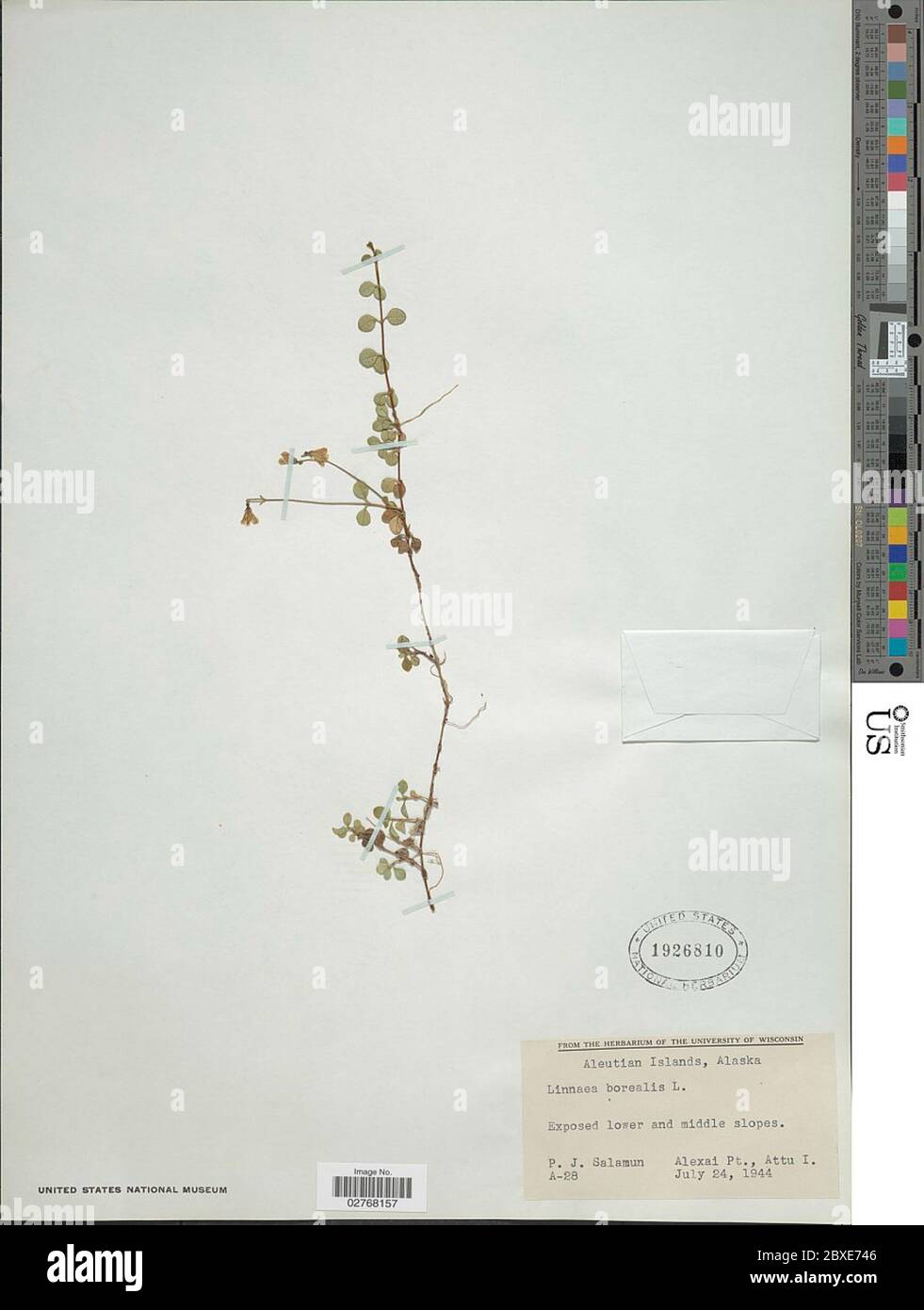 Linnaea borealis l hi-res stock photography and images - Alamy