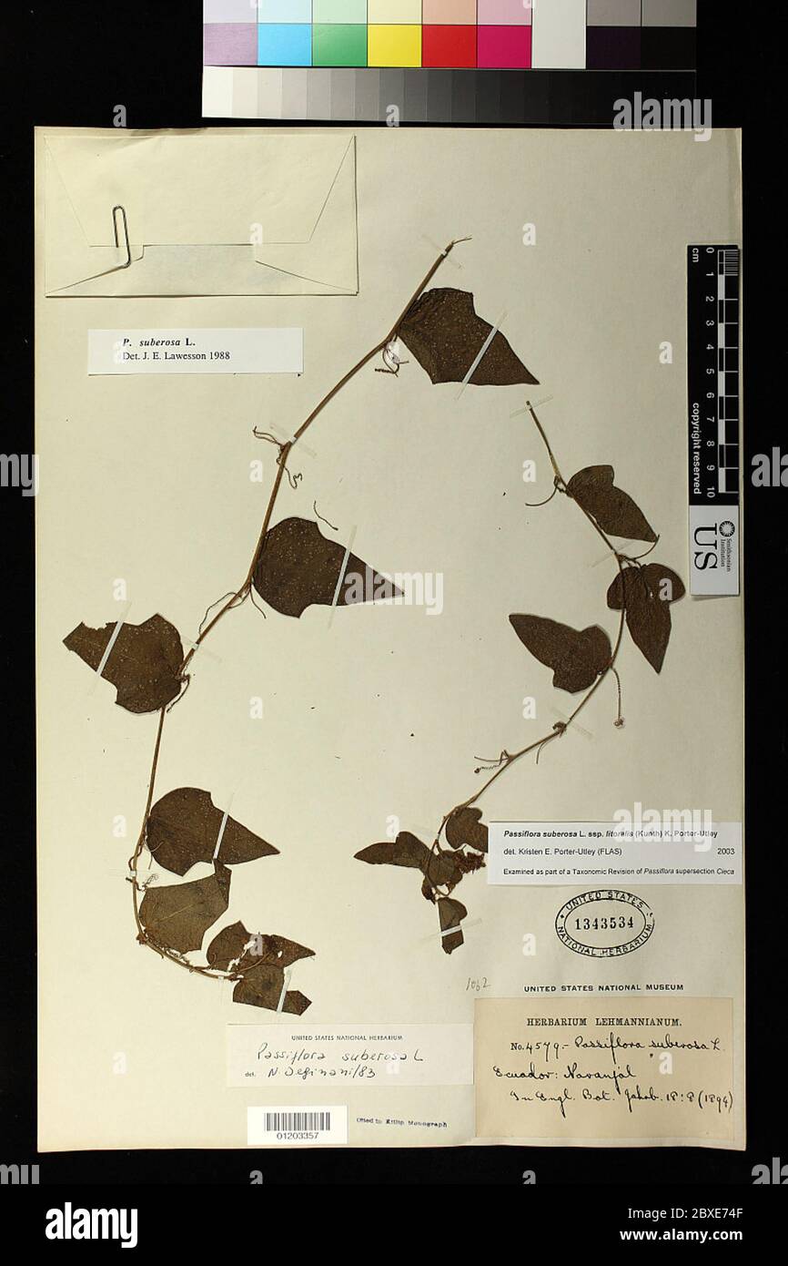 Suberosa hi-res stock photography and images - Alamy