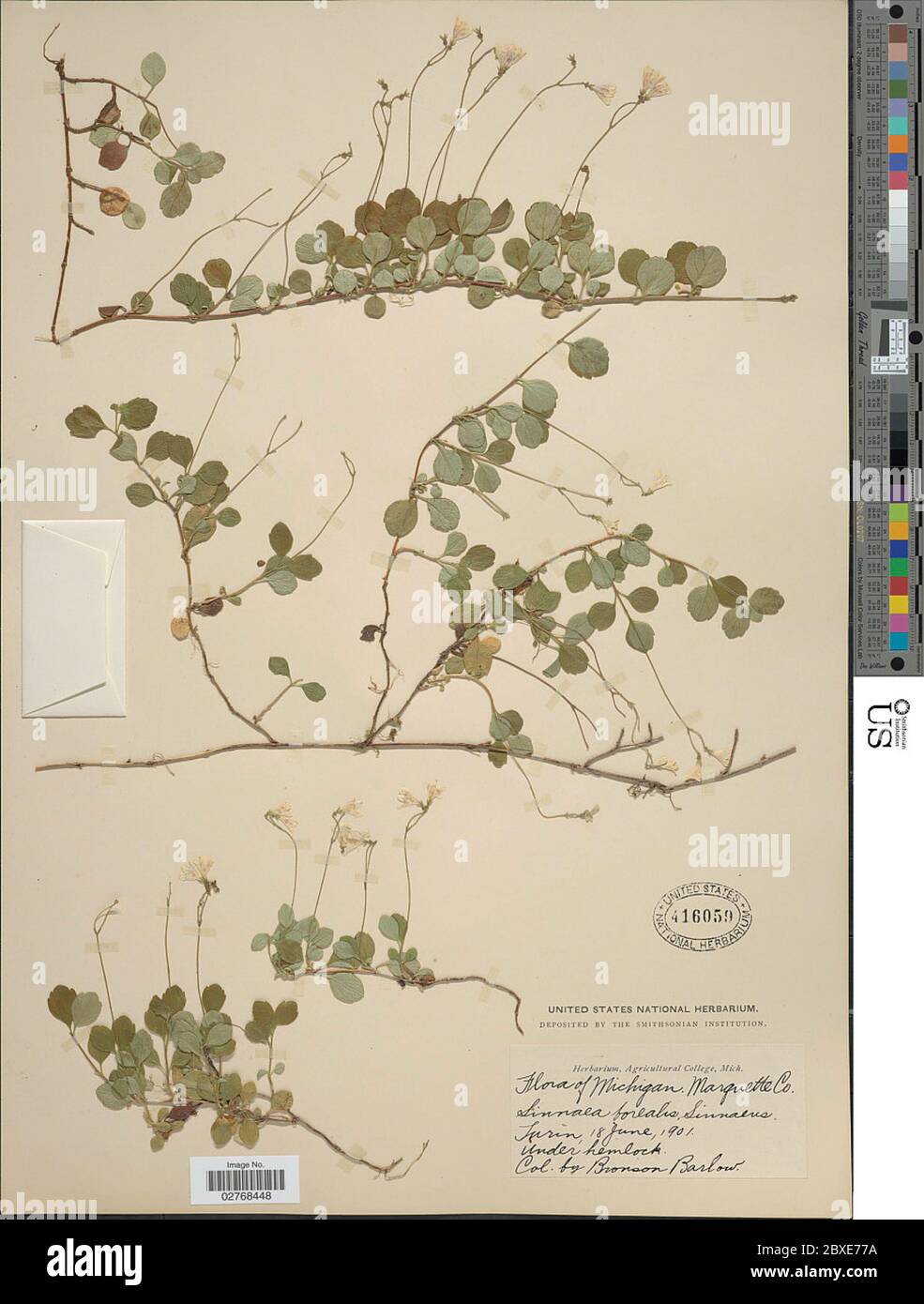 Linnaea borealis l hi-res stock photography and images - Alamy