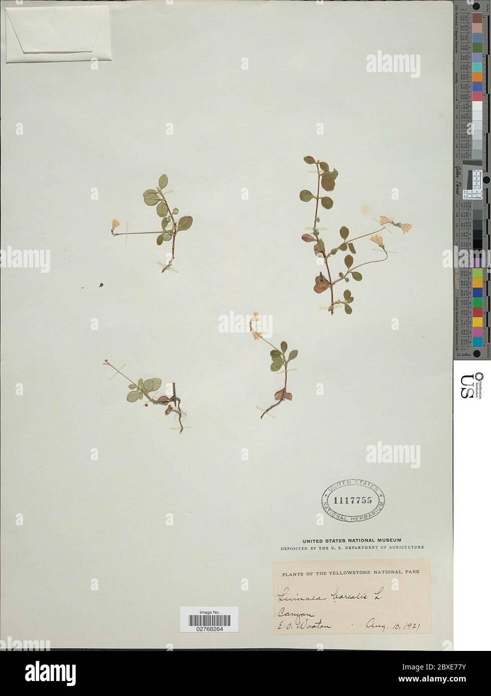 Linnaea borealis l hi-res stock photography and images - Alamy