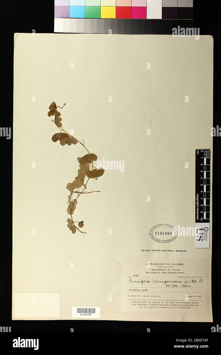 Passiflora menispermacea Triana Planch Passiflora menispermacea Triana ...