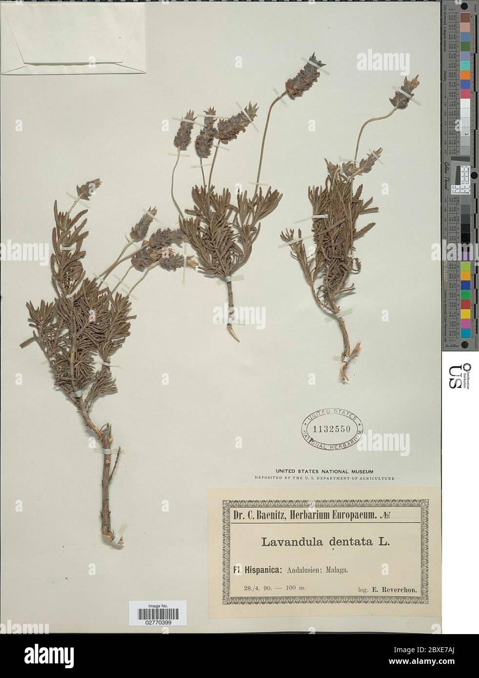 Lavandula dentata L Lavandula dentata L Stock Photo - Alamy