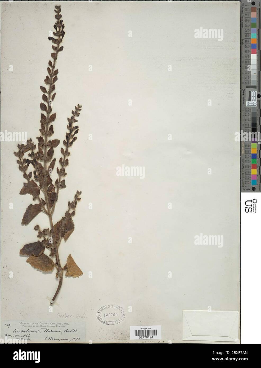 Scutellaria sieberi scutellaria sieberi hi-res stock photography and ...