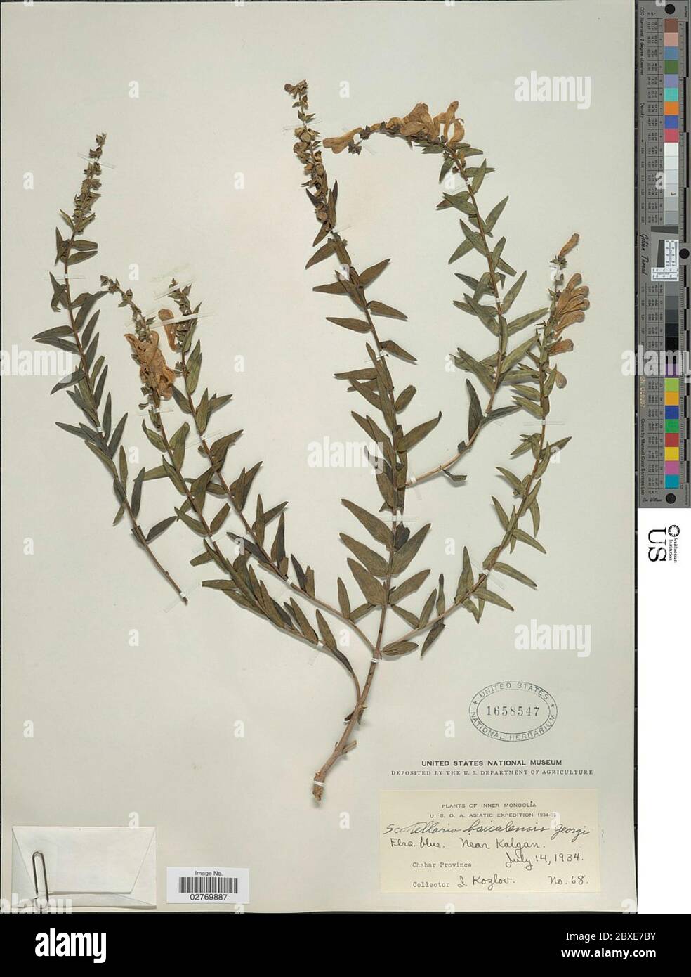 Scutellaria baicalensis Scutellaria baicalensis Stock Photo - Alamy