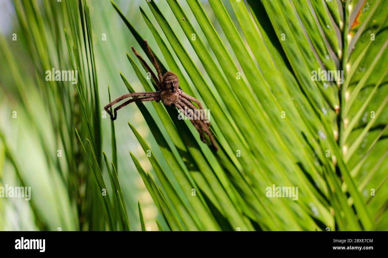 Grey huntsman spider hi-res stock photography and images - Alamy