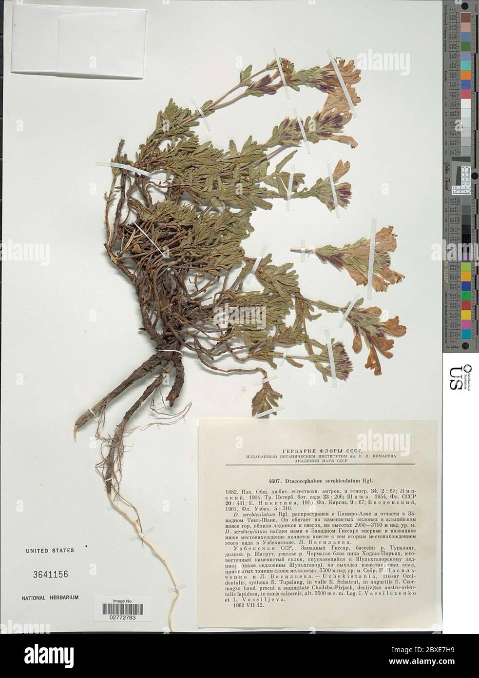 Dracocephalum scrobiculatum Regel Dracocephalum scrobiculatum Regel ...