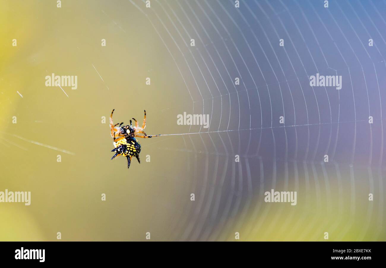 Spider peak hi-res stock photography and images - Alamy
