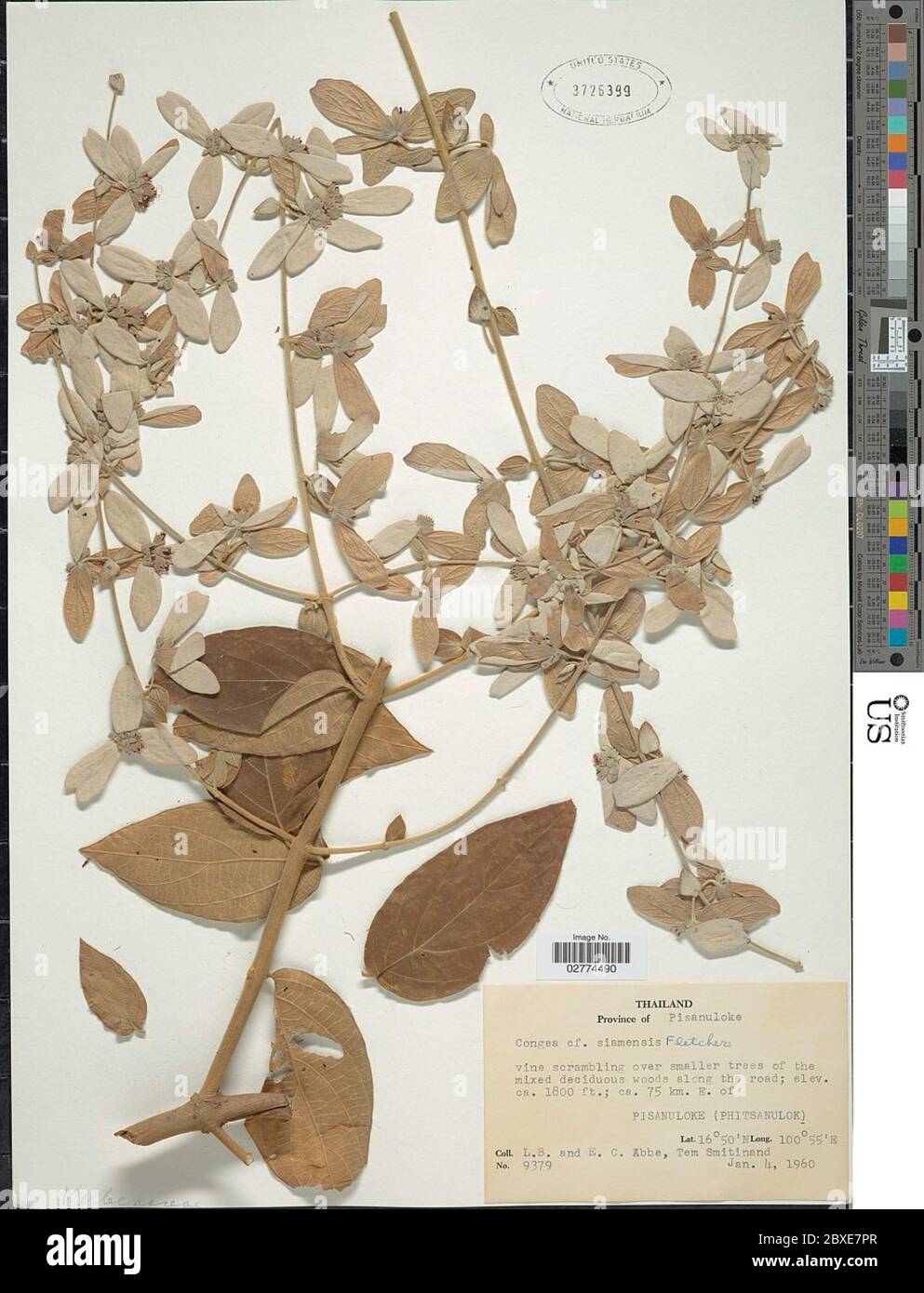 Congea siamensis H R Fletcher Congea siamensis H R Fletcher Stock Photo ...