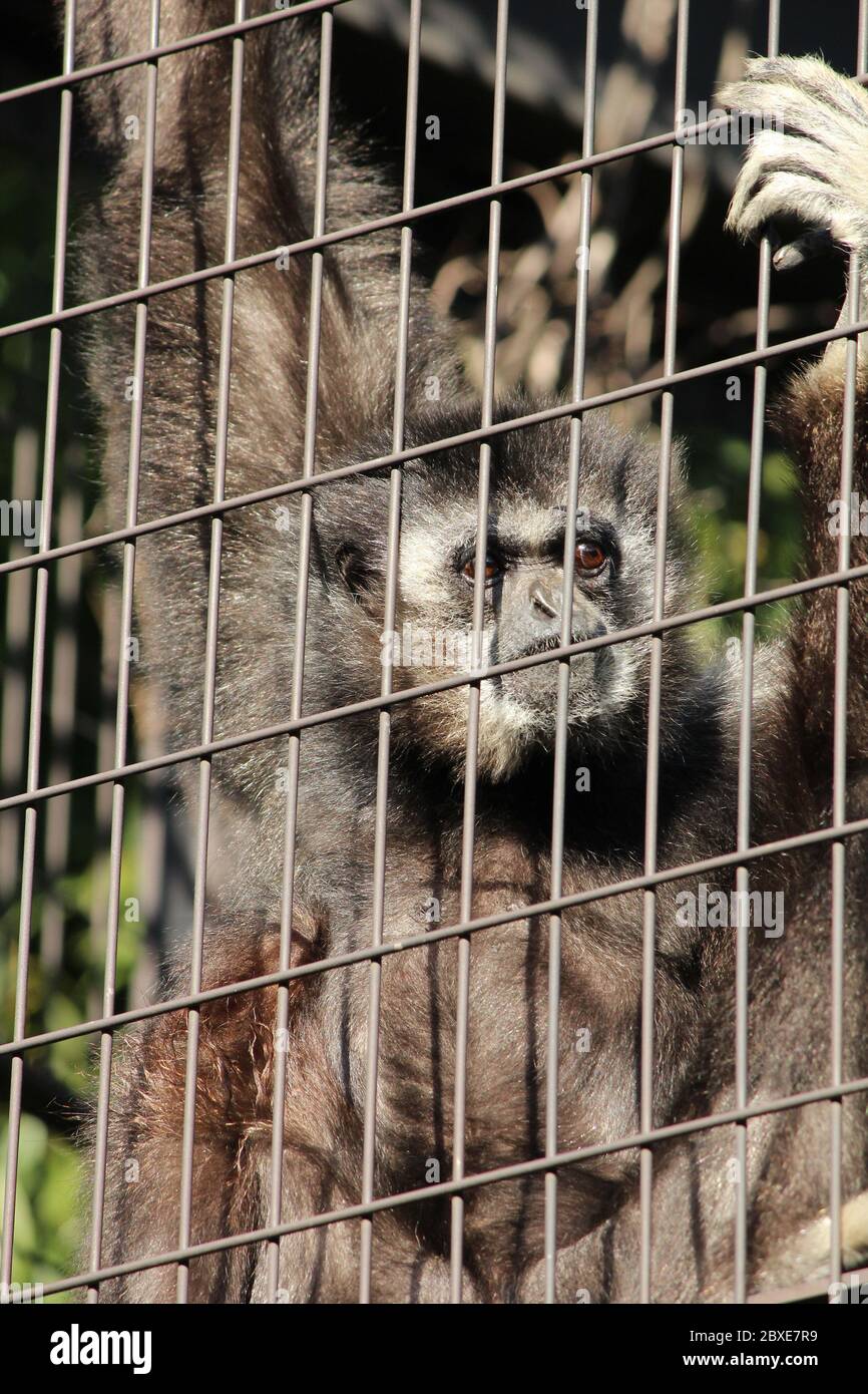 Gibon hi-res stock photography and images - Alamy