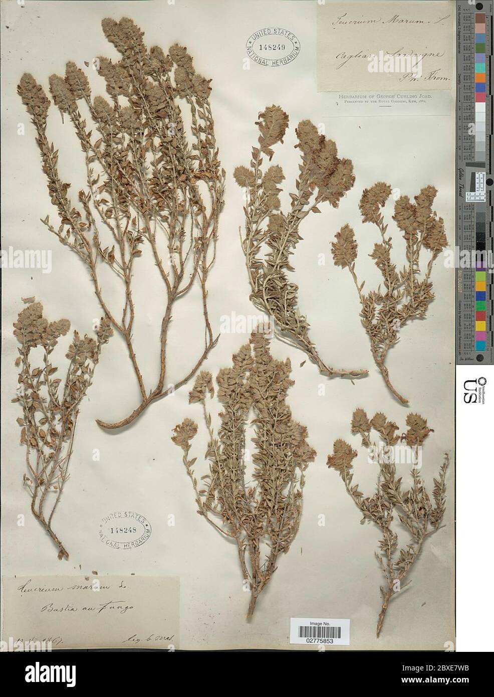 Teucrium Marum High Resolution Stock Photography and Images - Alamy