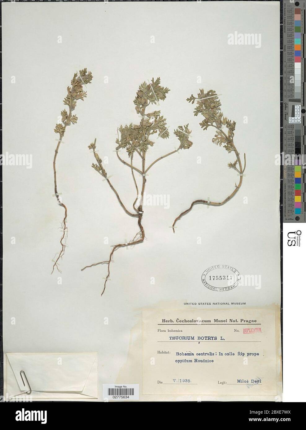 Teucrium botrys hi-res stock photography and images - Alamy