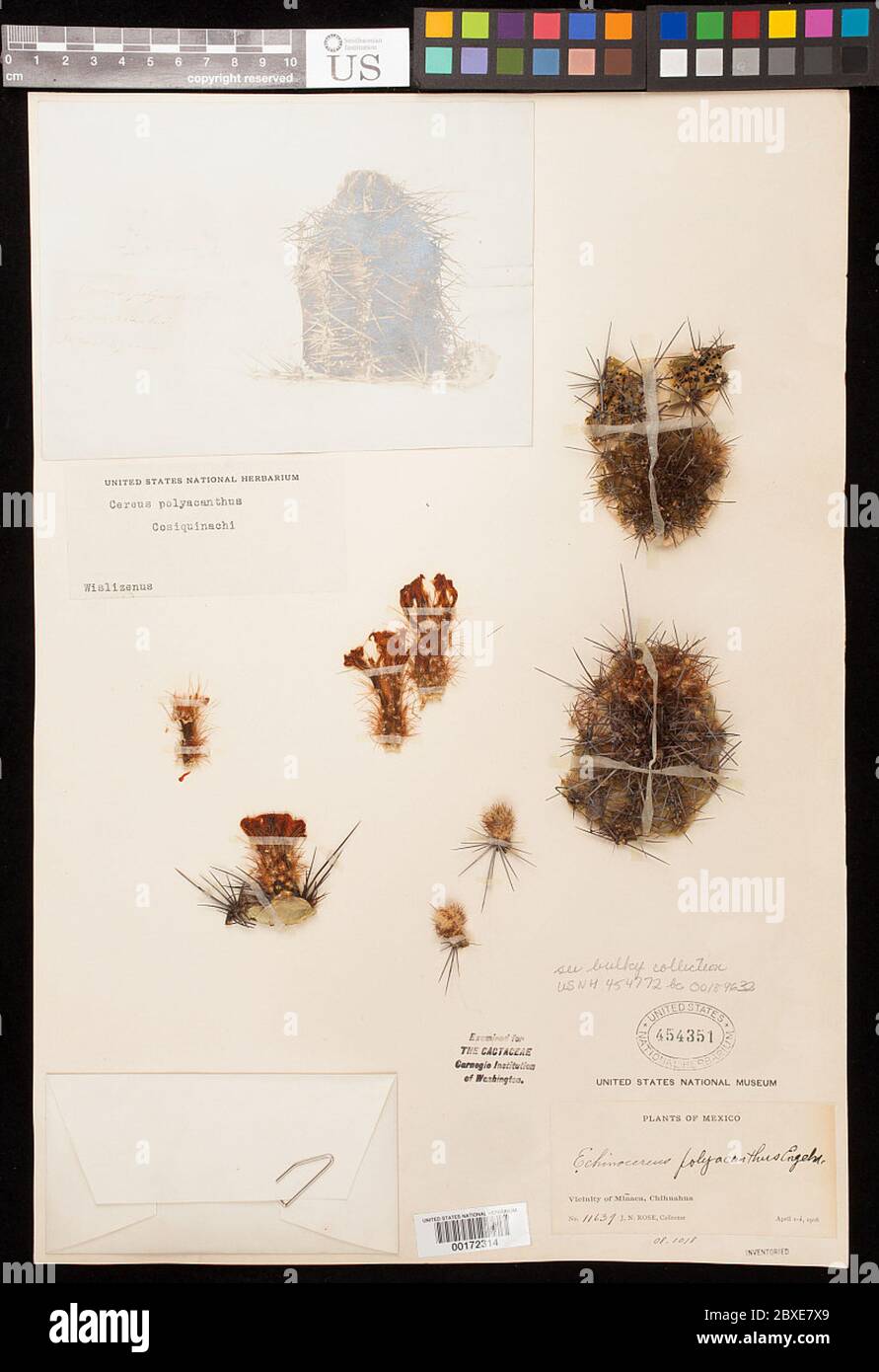 Echinocereus polyacanthus Echinocereus polyacanthus Stock Photo - Alamy