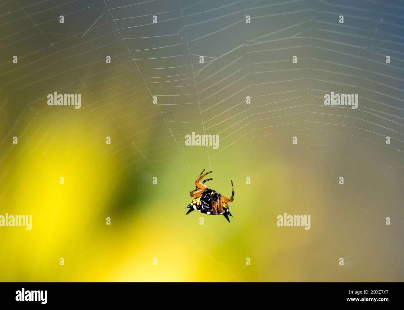 Spider peak hi-res stock photography and images - Alamy