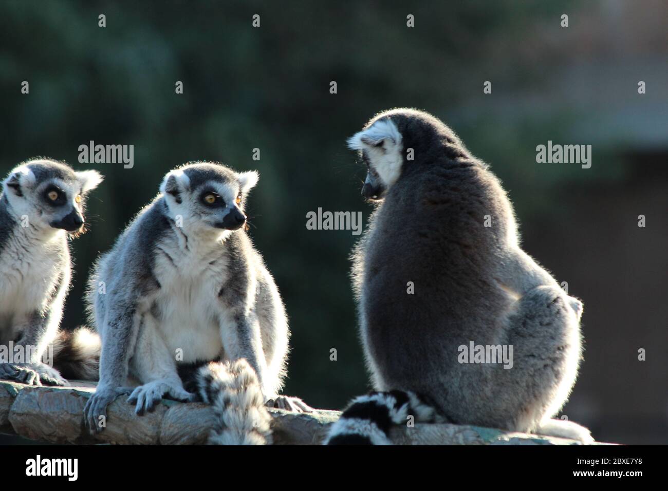 Cute group of Lemurs Stock Photo - Alamy