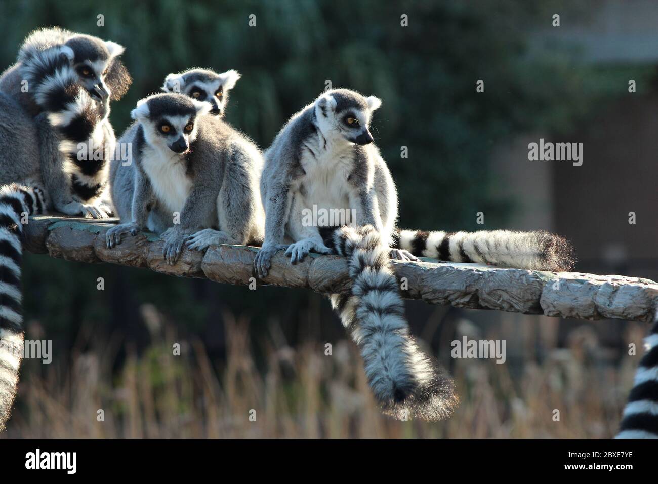 Group of lemurs Stock Photo - Alamy