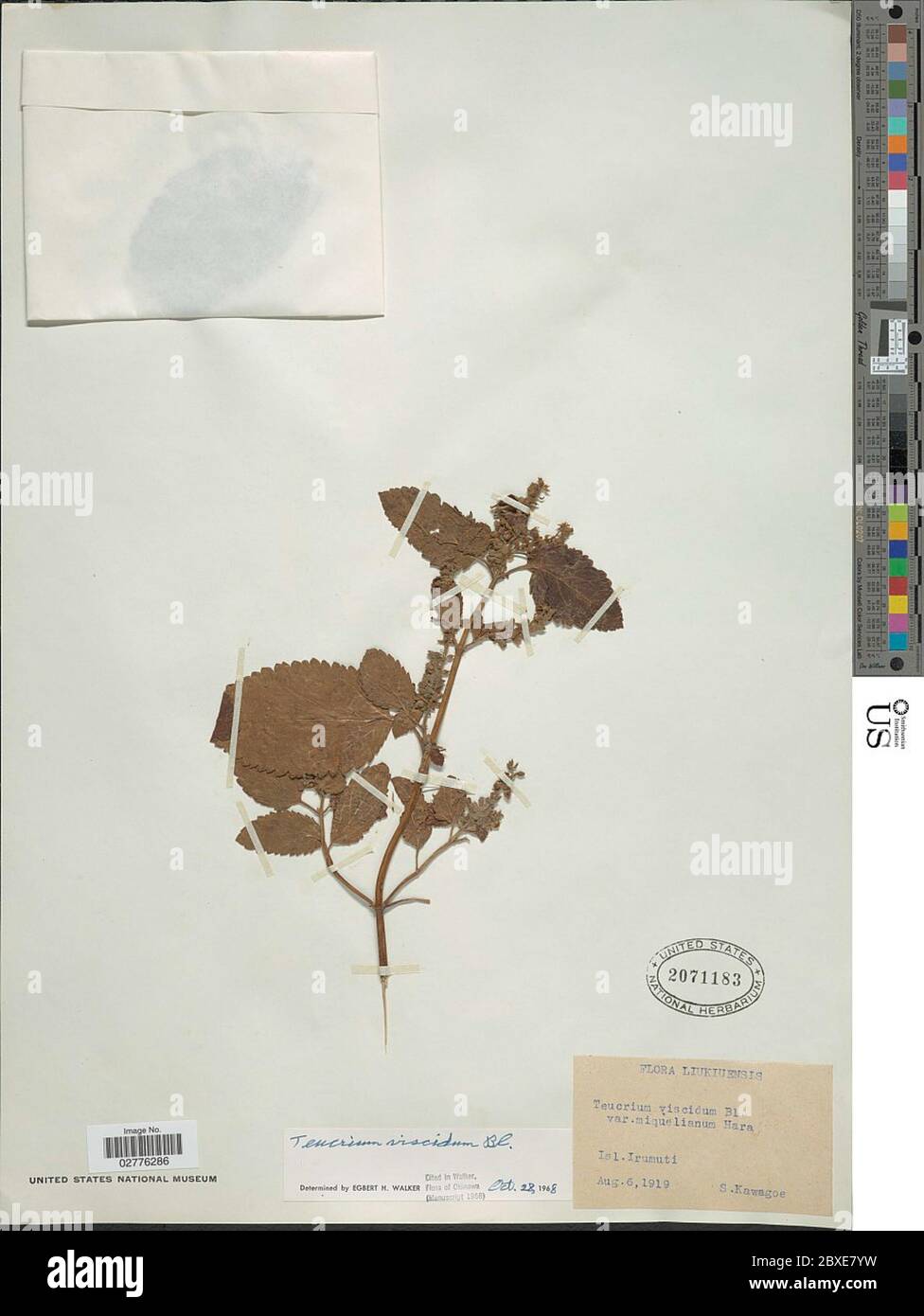 Teucrium viscidum Blume Teucrium viscidum Blume Stock Photo - Alamy