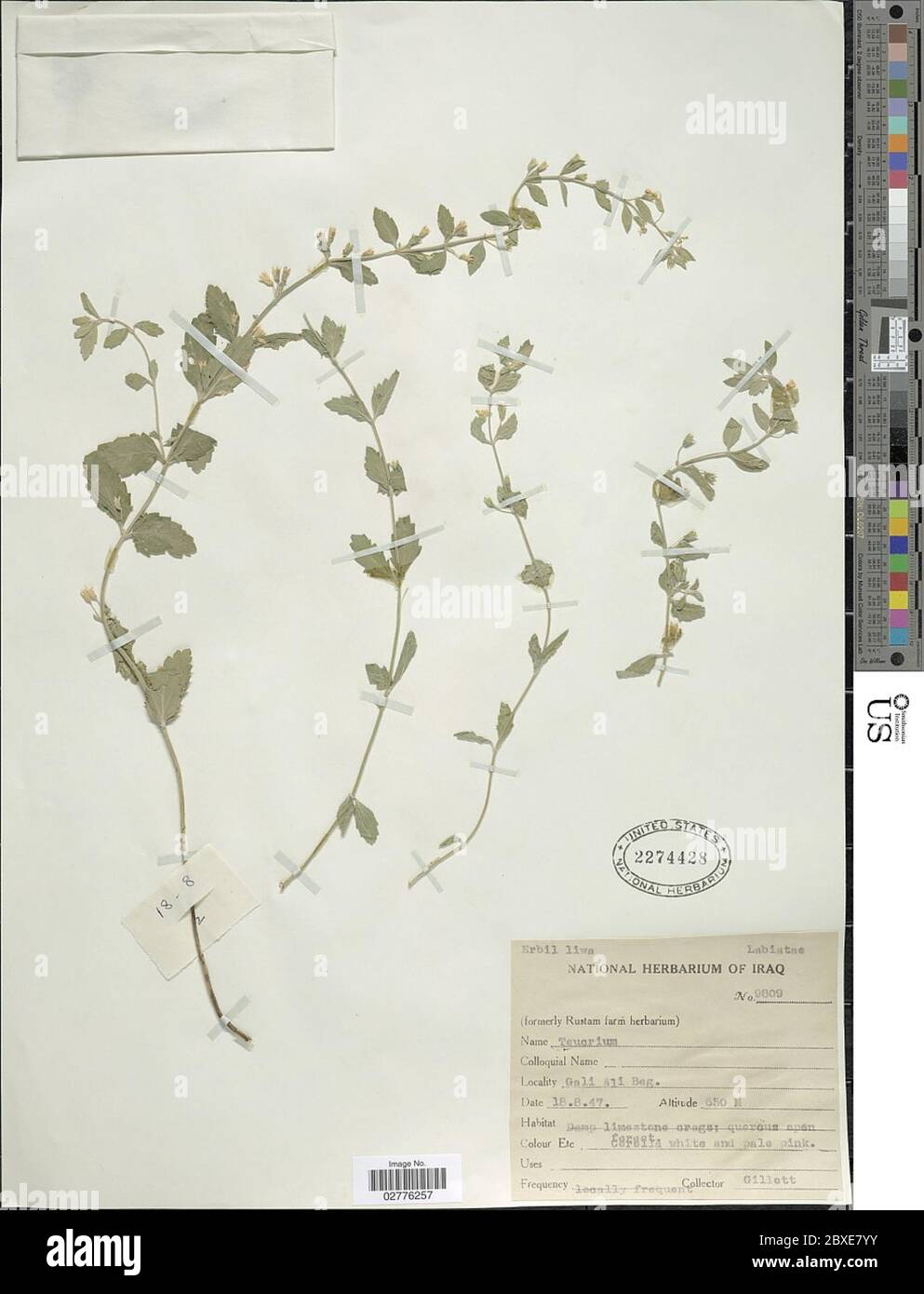 Teucrium sp hi-res stock photography and images - Alamy